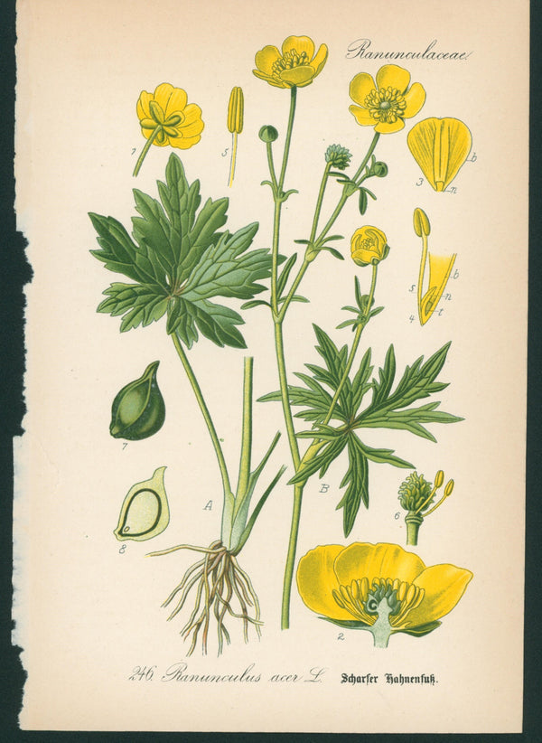Ranunculus Acer- Antique Botanical Print - Authentic Vintage Posters
