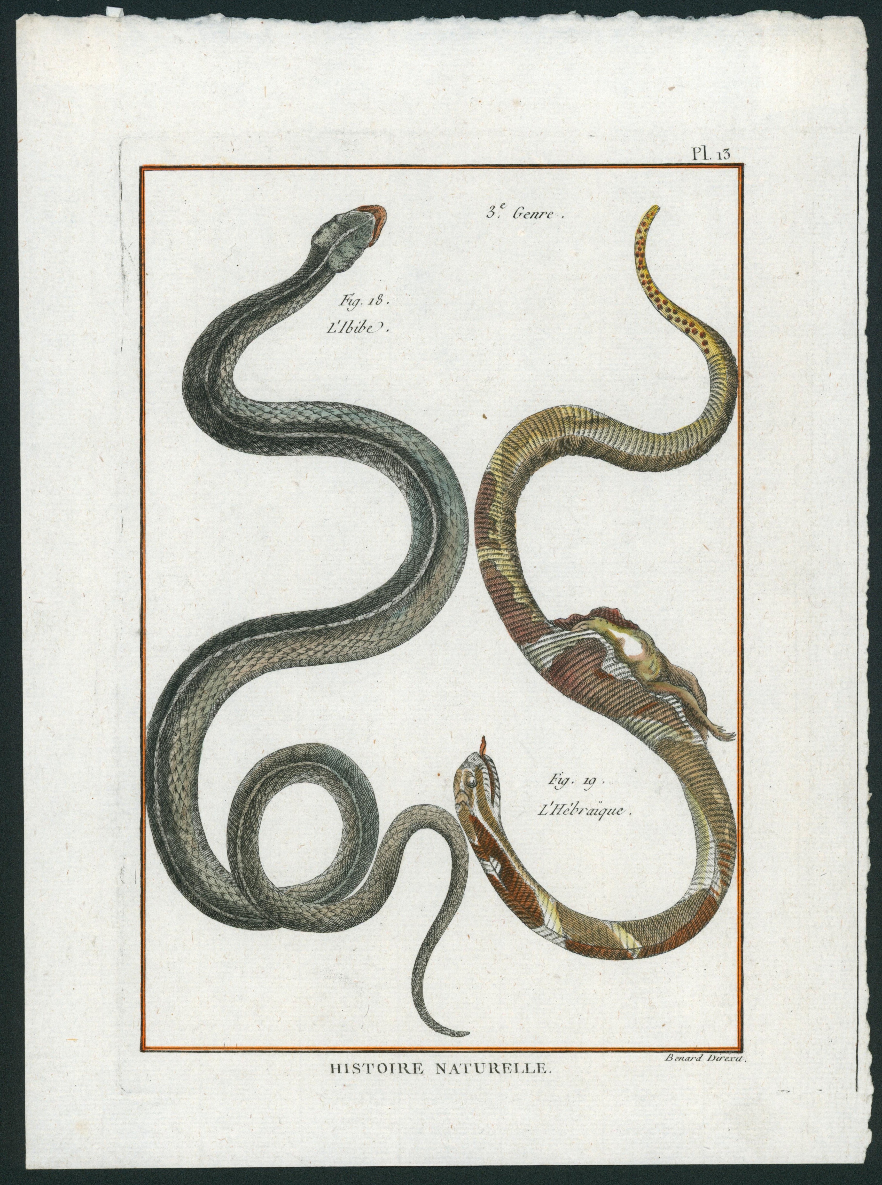 Snakes- Hand-Colored Copper Engraving - Authentic Vintage Posters