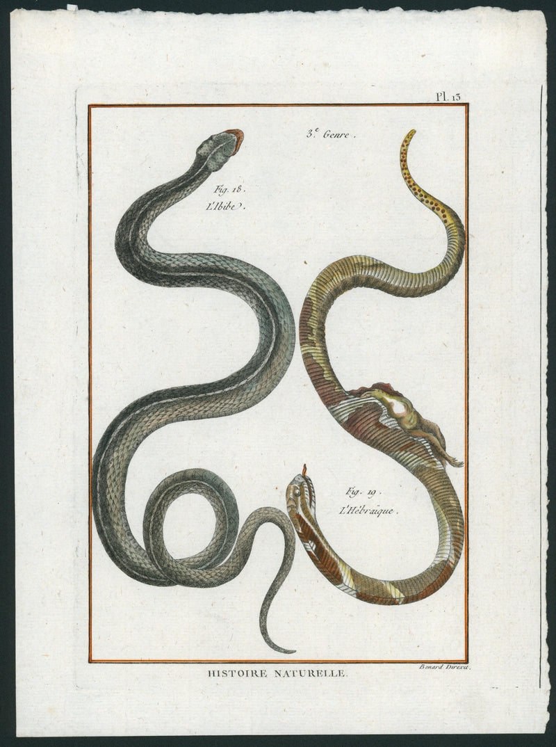 Snakes- Hand-Colored Copper Engraving - Authentic Vintage Posters