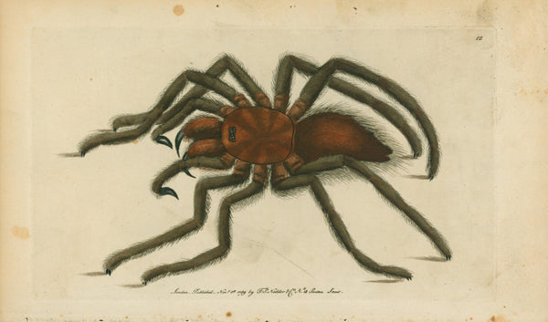 Bird Catching Spider- Hand Colored Engraving - Authentic Vintage Posters