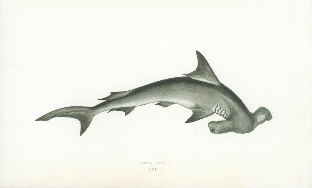 Hammer-Head Shark- Fishes of the British Islands - Authentic Vintage ...