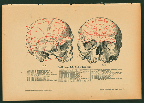 Authentic Vintage Antique Print | Human Skull, Antique Lithograph