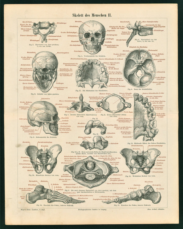 Human Skeleton, Anatomy- Antique Chromolithograph- Original Antique ...