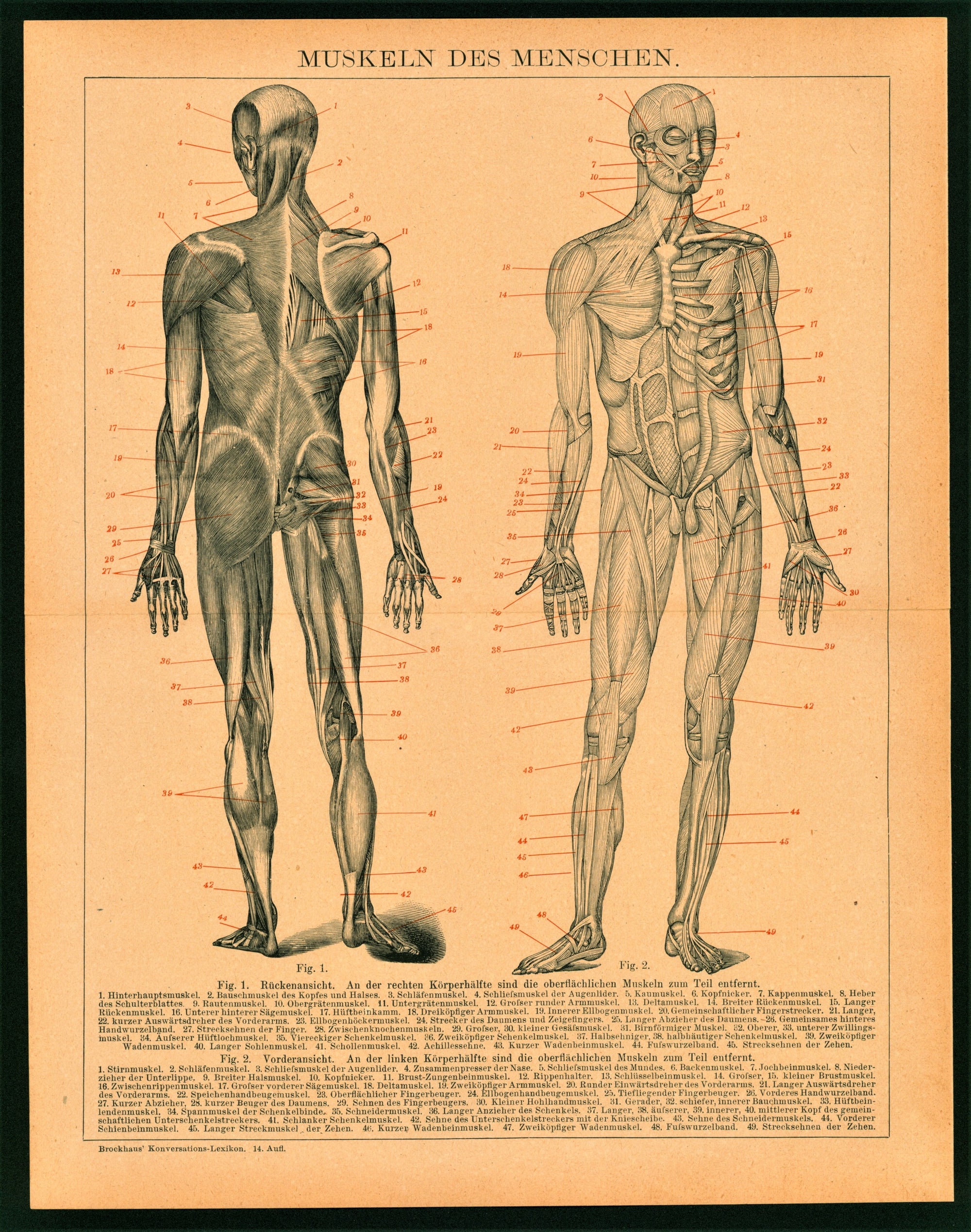 Human Muscular System, Anatomy- Steel Engraving- Original Antique Print ...
