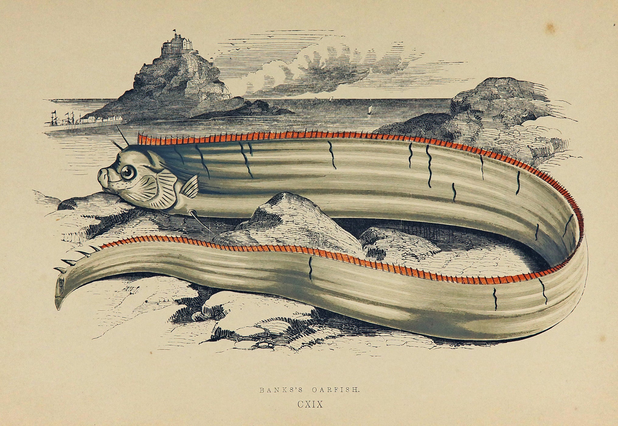 Authentic Vintage Antique Print | Bank's Oarfish Antique Print ...