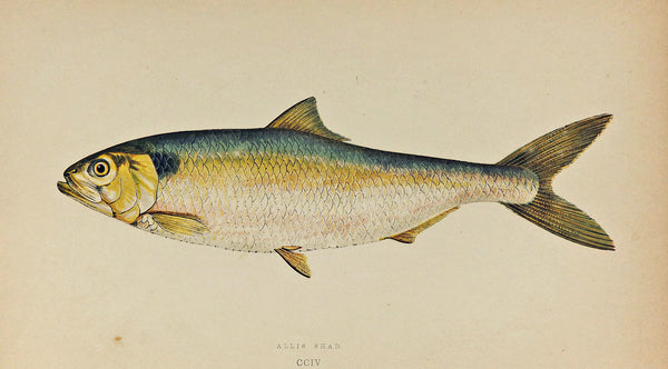 Allis Shad Fish Antique Print, Jonathan Couch- Original Antique Print ...