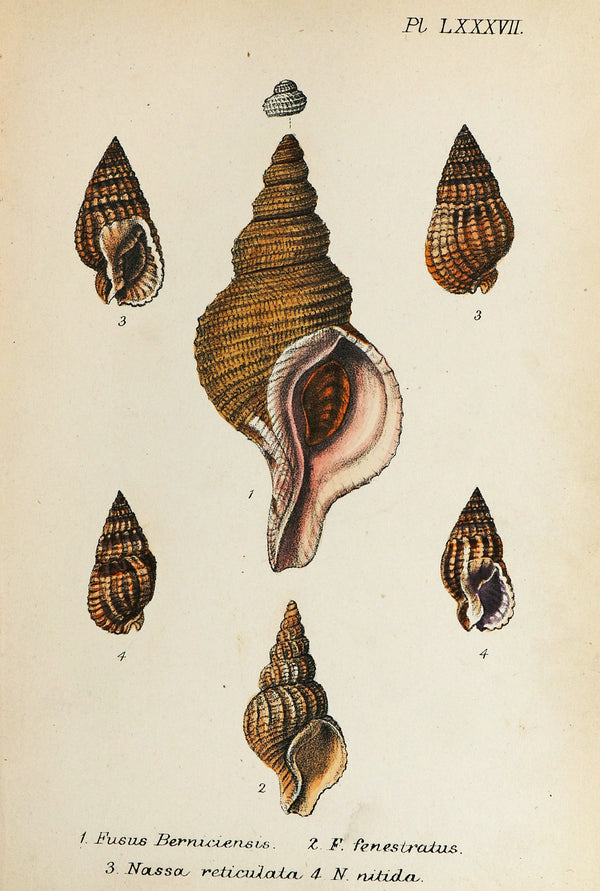 Sea Shells, Hand Colored Lithograph- Original Antique Print - Authentic ...