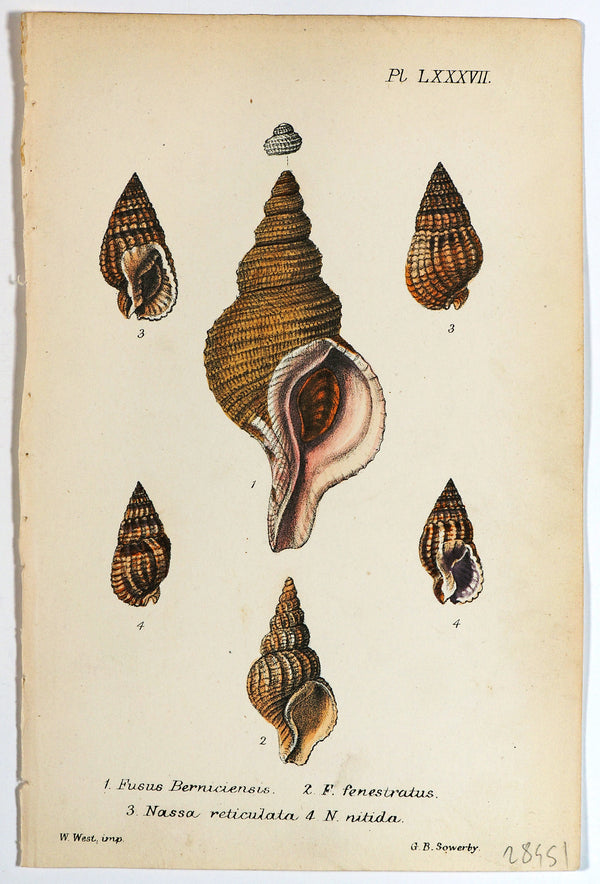 Sea Shells, Hand Colored Lithograph- Original Antique Print - Authentic ...