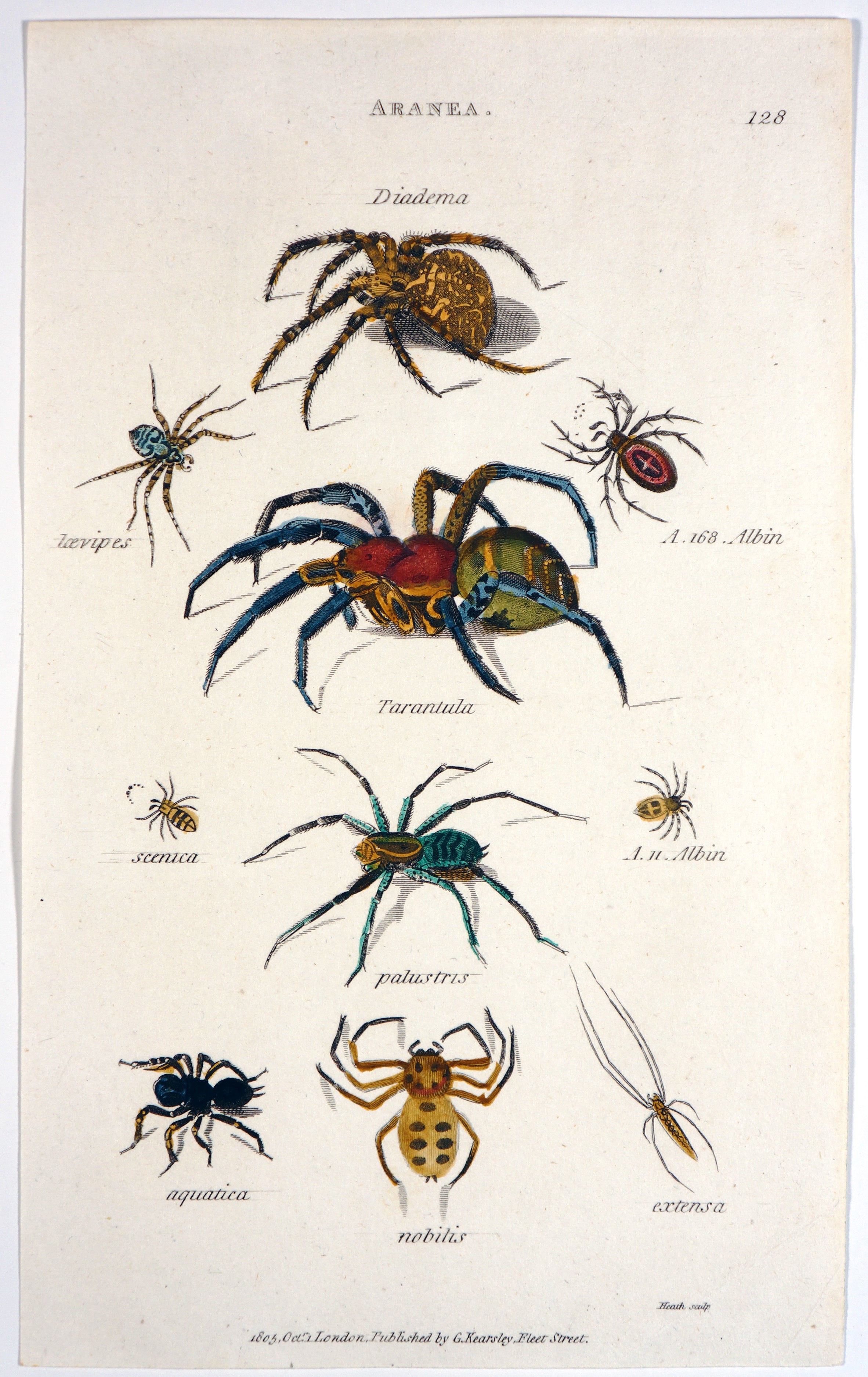 Aranea Spiders Tarantula Hand Colored Engraving- Original Antique Print ...
