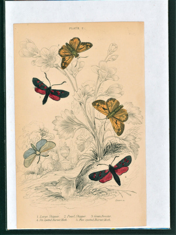 Jardne Extinct Moths- Hand Colored Engraving - Authentic Vintage Posters