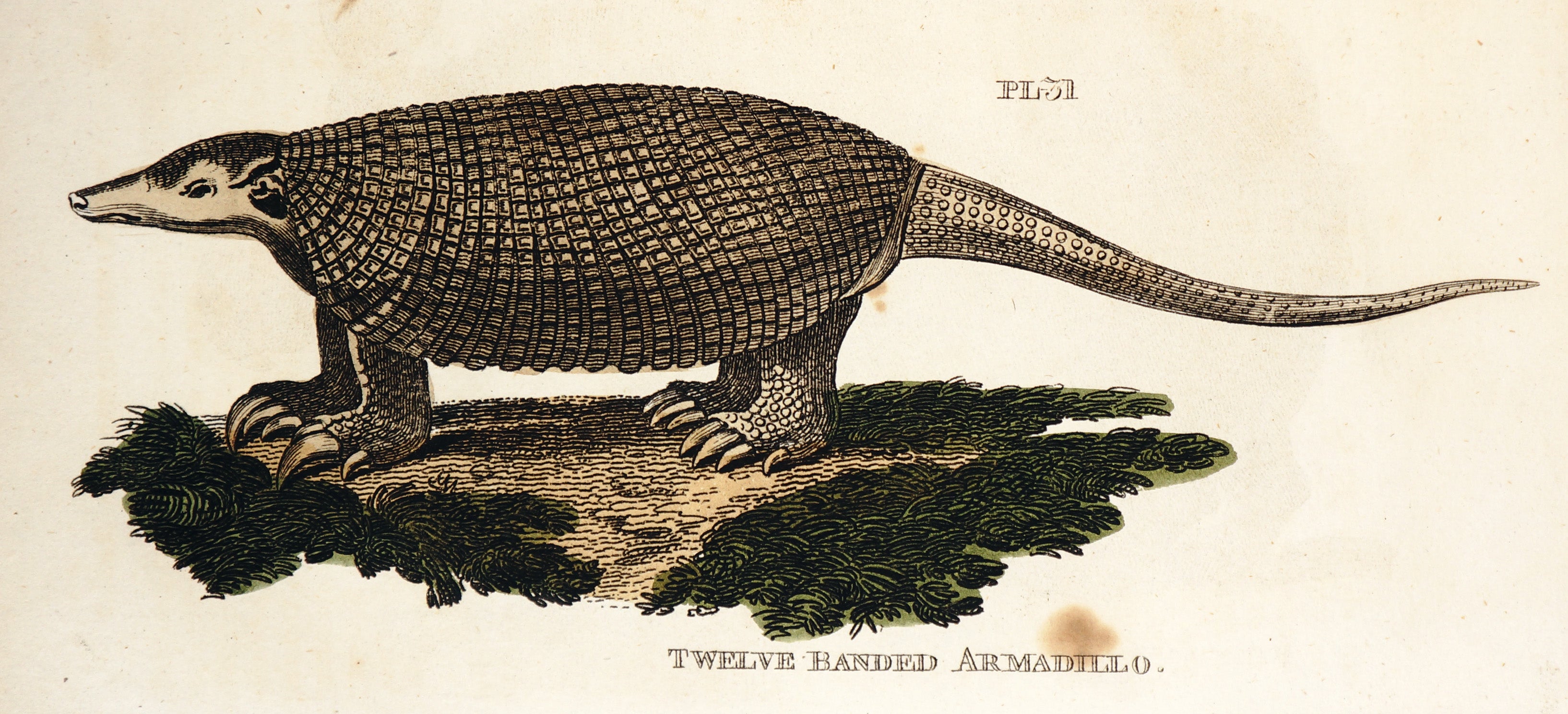 Armadillo Illustration