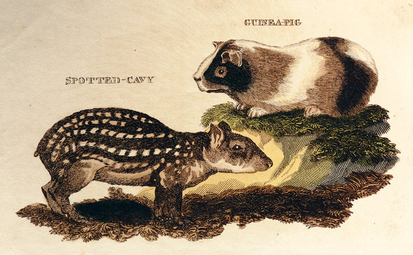 Guinea Pig, Spotted-Cavy- Hand Colored Engraving - Authentic Vintage ...