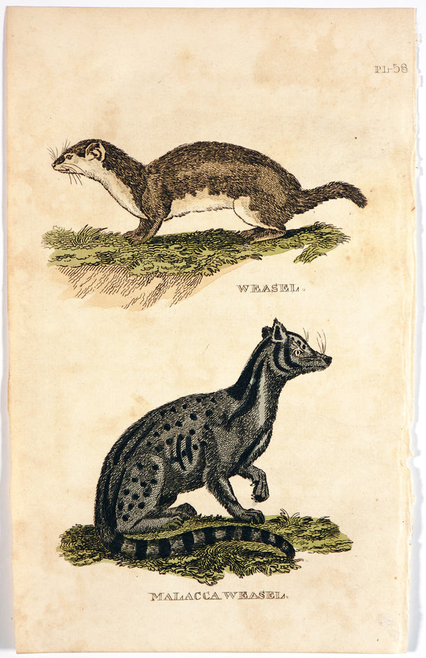 Weasel, Malacca Weasel- Hand Colored Engraving - Authentic Vintage Posters
