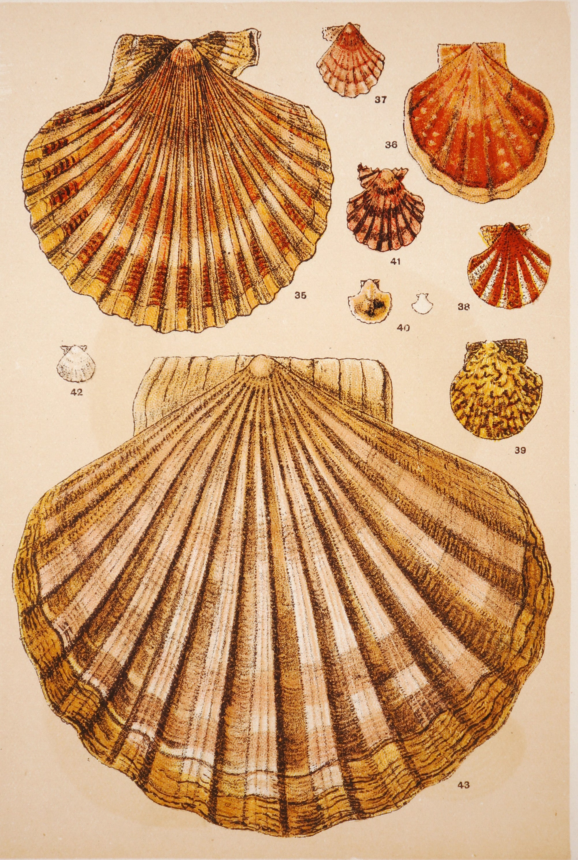 Authentic Vintage Antique Print | Shells, Antique Chromolithograph