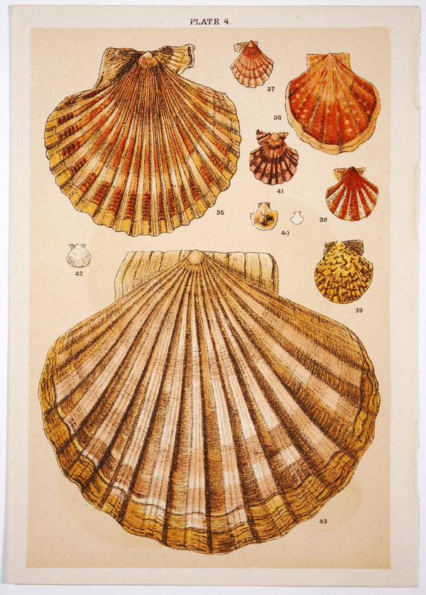 Shells, Antique Chromolithograph- Original Antique Print - Authentic ...