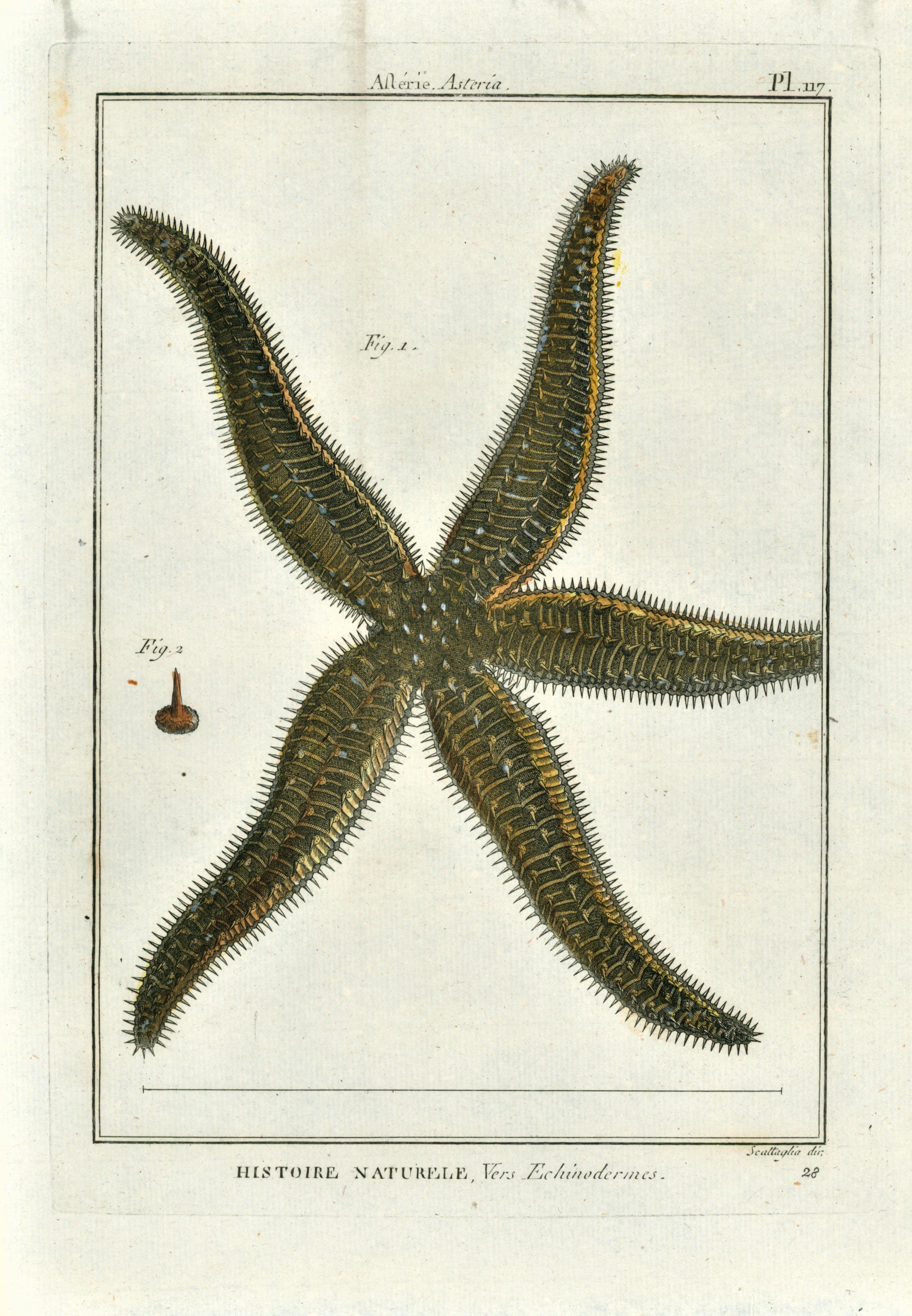 Starfish Reproductive System
