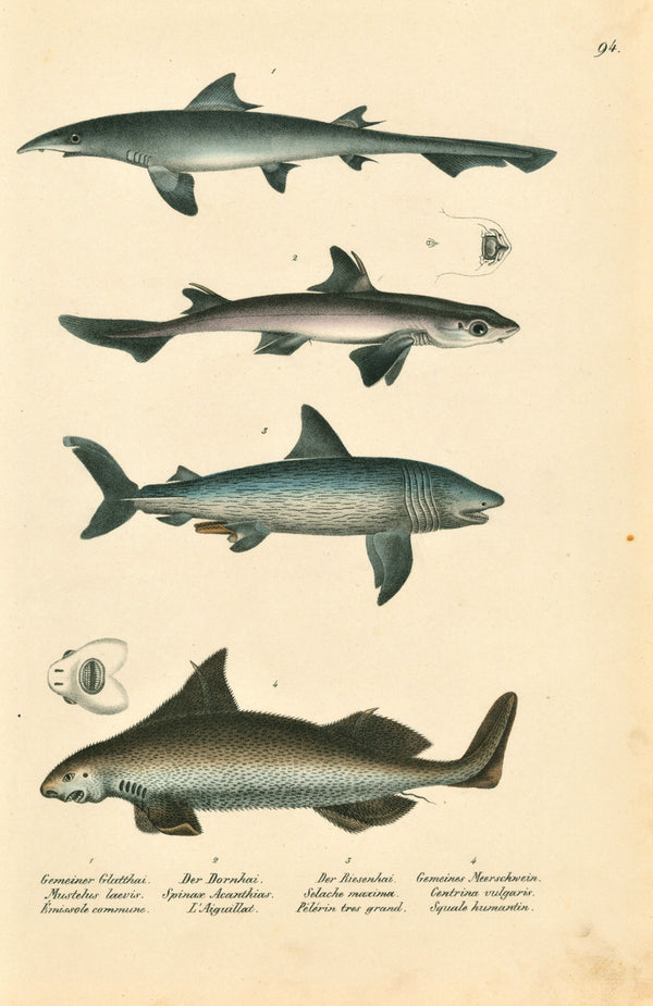 Houndfish, Sharks- Hand Colored Stone Lithograph, Authentic Antique ...